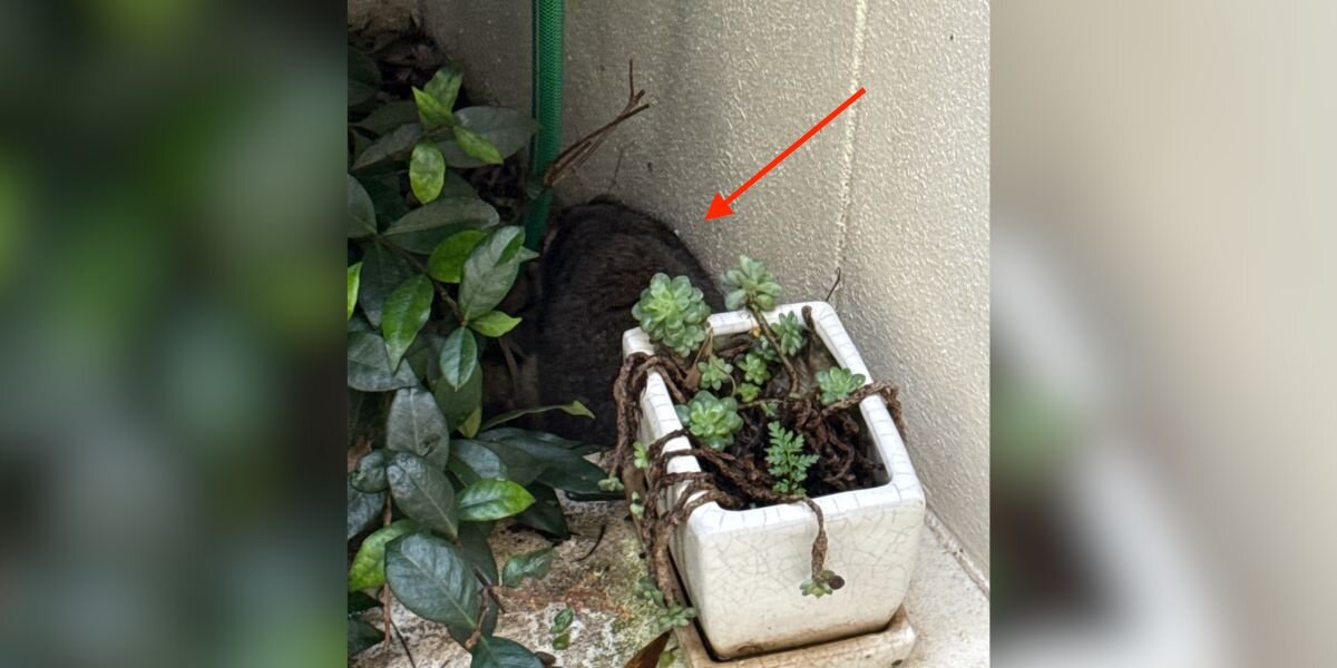 Homeowner Calls For Help When They Spot Fuzzy Lump Behind Potted Plants