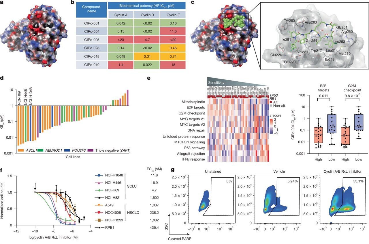Novel strategy for small cell lung cancer treatment prompts clinical trial