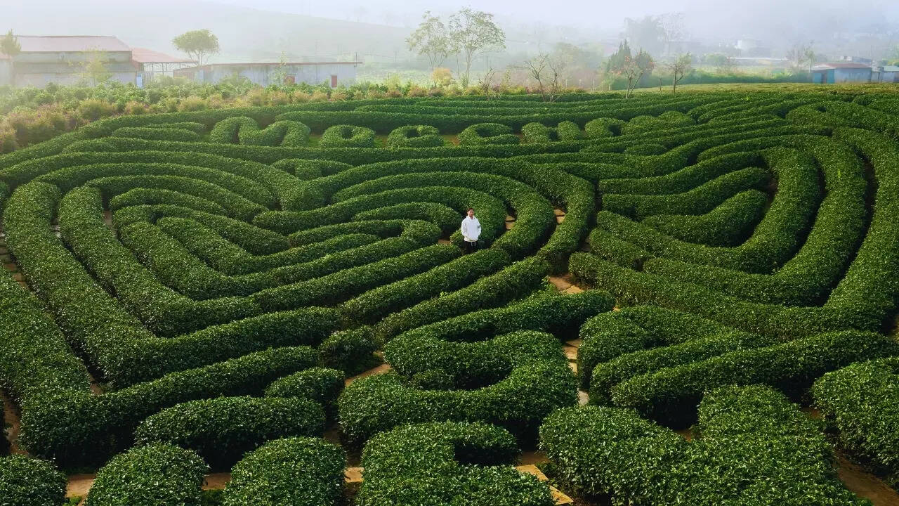 What's inside the world's largest maze?