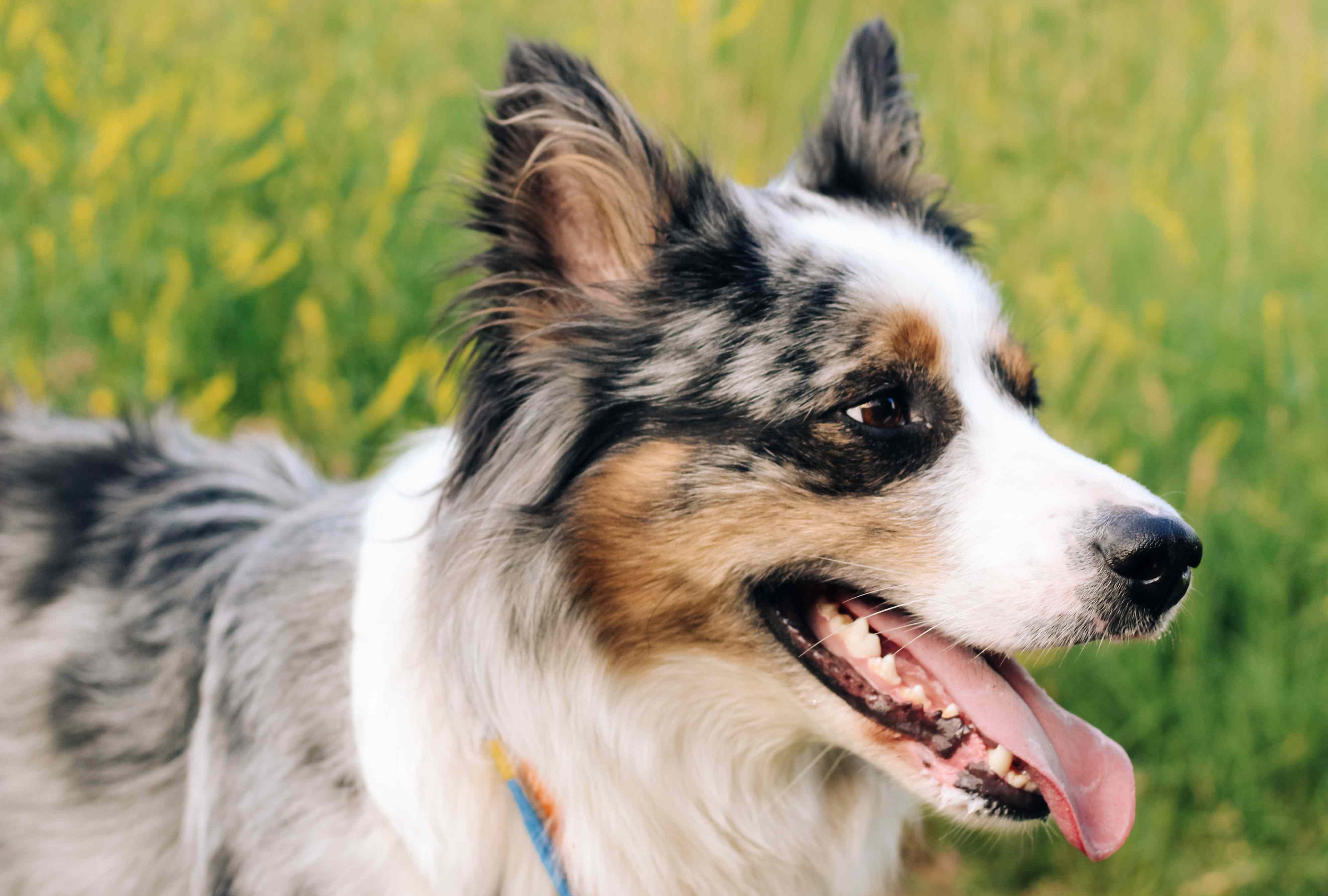 140 Australian Shepherd Names for Your Favorite 'Down Under' Dog