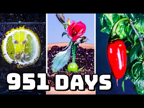 951 Days Time Lapse of Plants Growing (Compilation)