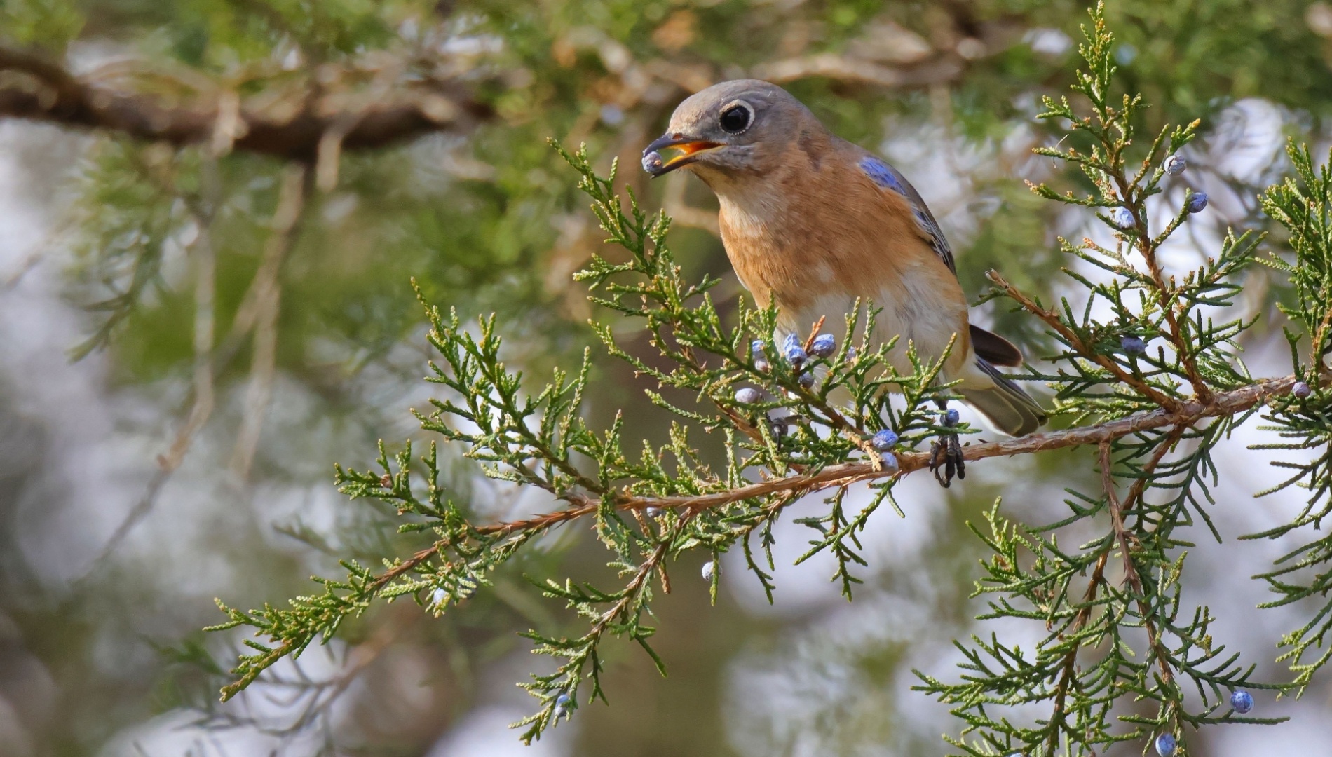 10 Birds You’re Likely To See In A Healthy Garden