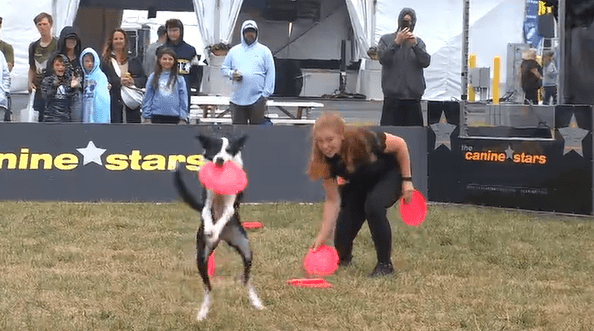 From Rescue to Rockstar: Stunt dog show debuts at NYS Fair