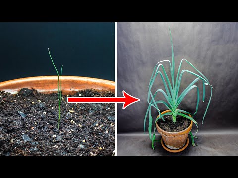 Leek Growing Time Lapse - Seed To Harvest (120 Days)