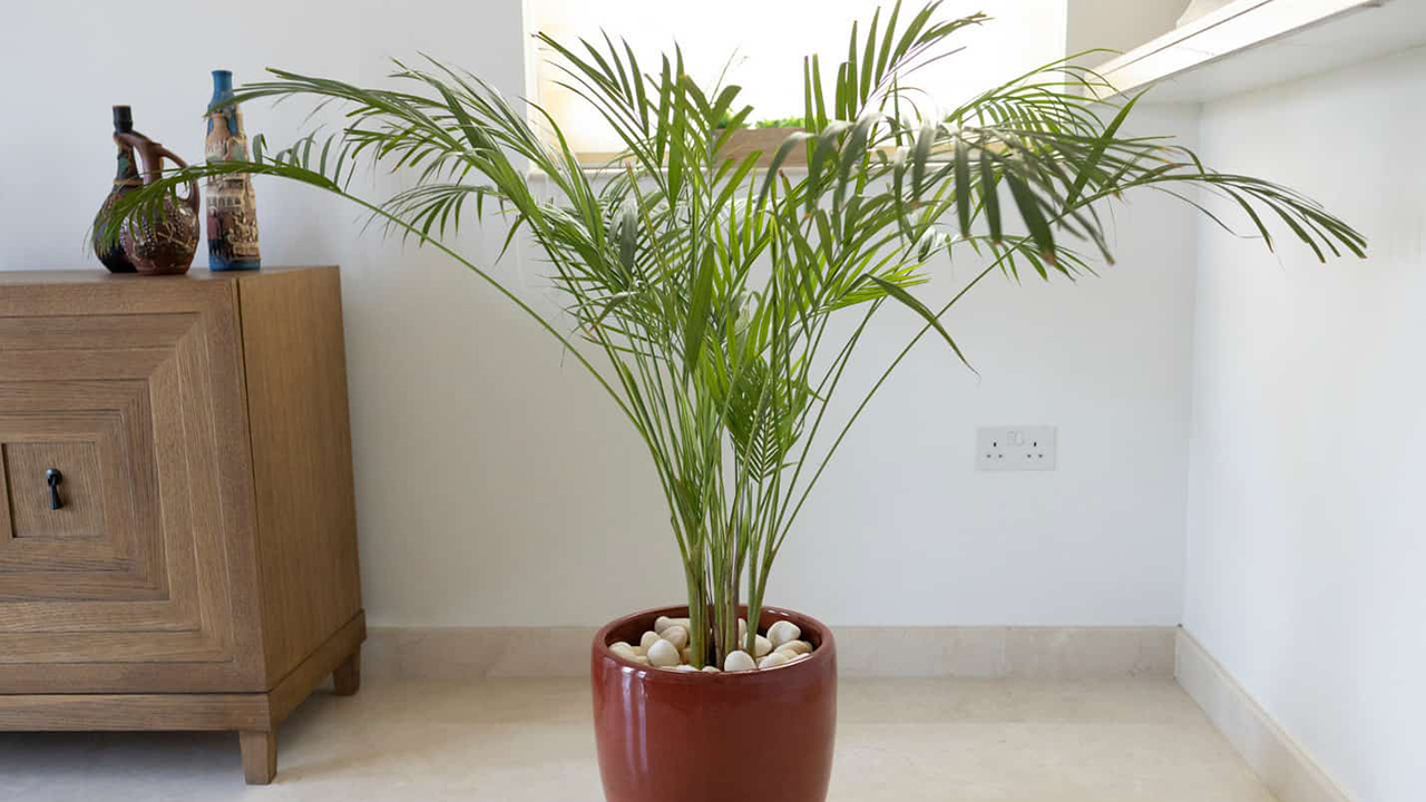 11 Plants That Are Proven To Purify Indoor Air