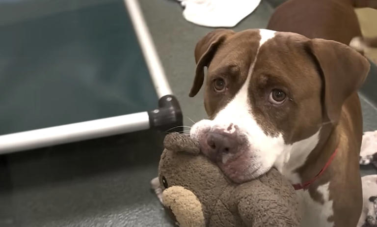 Senior Shelter Dog Offers Stuffies To Everyone Who Walks By Her Kennel