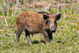 Wild Pigs Are Turning Neon Blue in California — Authorities Say to Stay ...