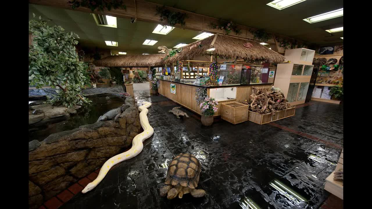 Reptile zoo virtual tour: rattlesnakes, alligators, turtles & more!
