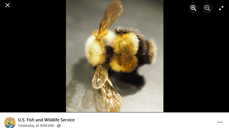 For 25 years, this rare bee has been found in only 13 states - until now
