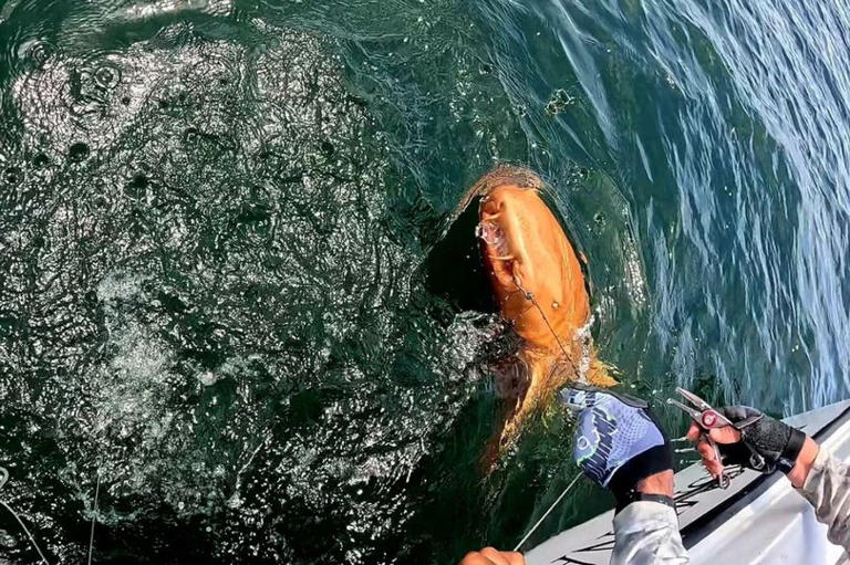 Fisherman catches 'Donald Trump' shark with freak mutation that makes ...