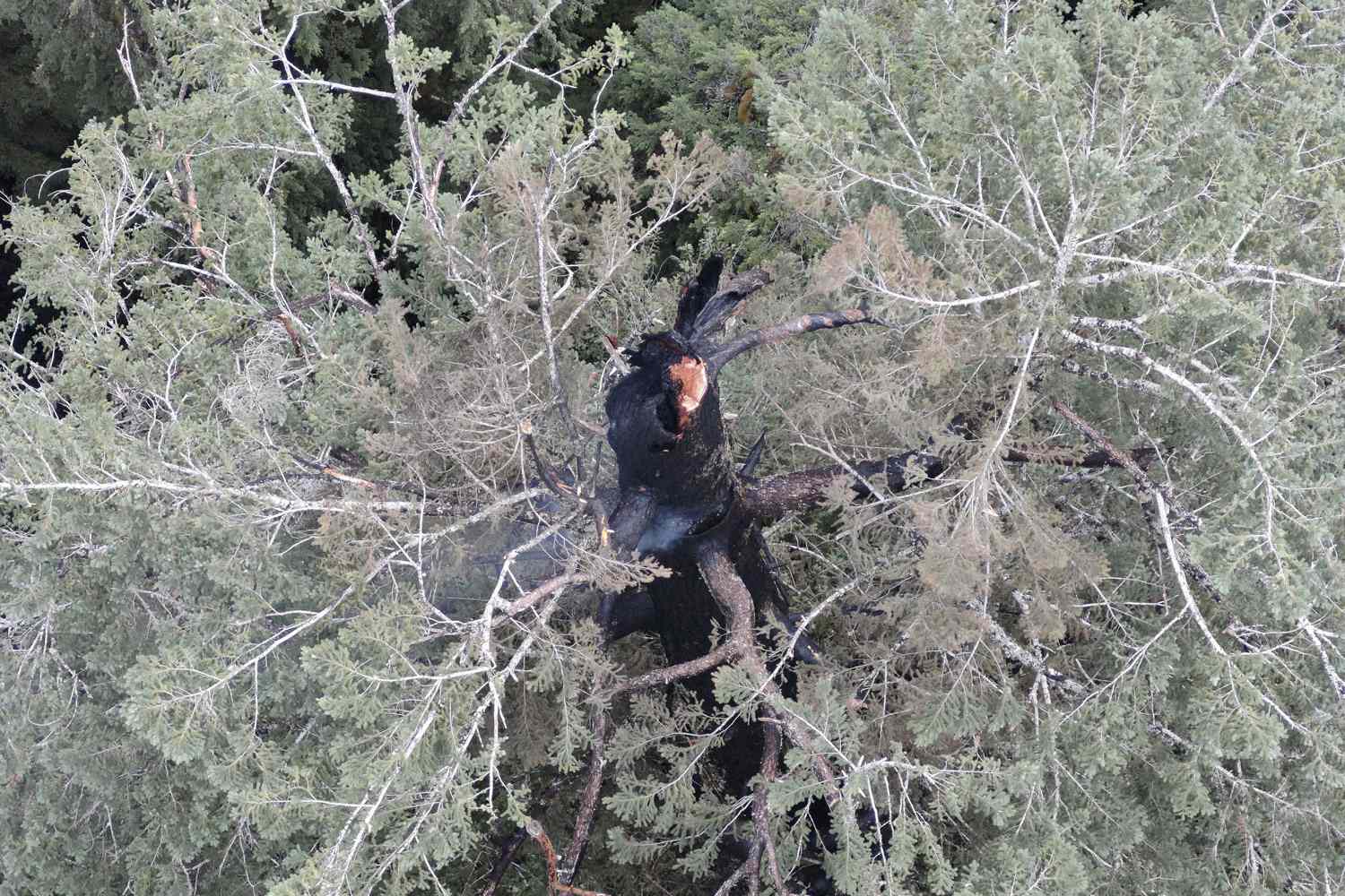 Nearly 500-Year-Old Tree, One of the World's Tallest, Has Been Burning ...