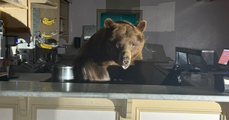 Bear makes surprise appearance at California ice cream shop