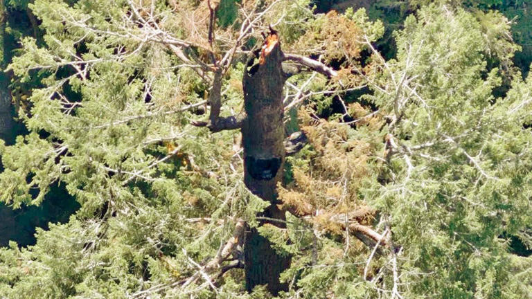 One of the world’s tallest trees engulfed in Oregon fire