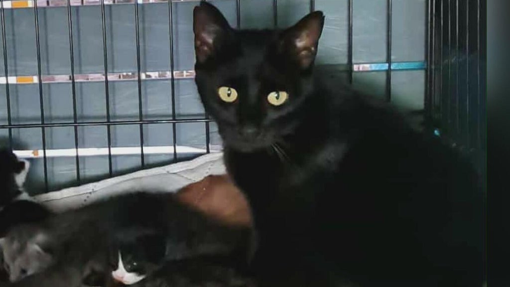 Cat in Pittsburgh euthanized after being shot and paralyzed