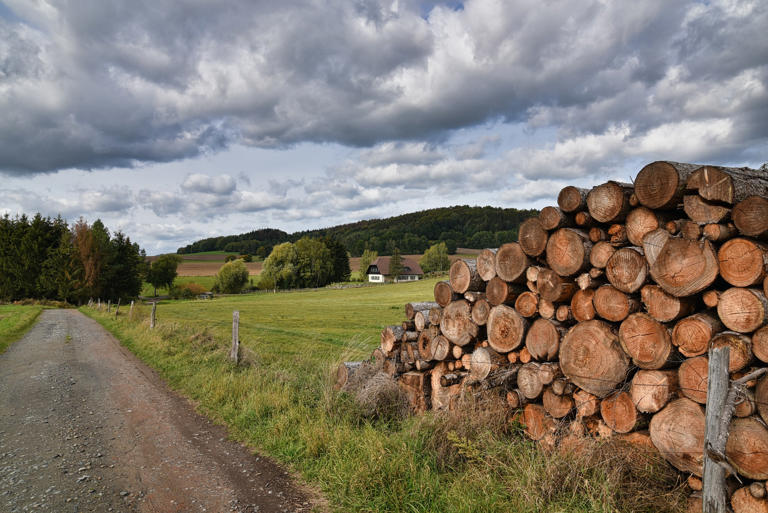 RBC Sees Acquisition Opportunities for West Fraser (WFG) as Wood ...