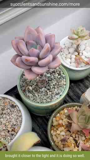 Do Grow Lights Really Bring Out Color? The Truth About Indoor Succulents