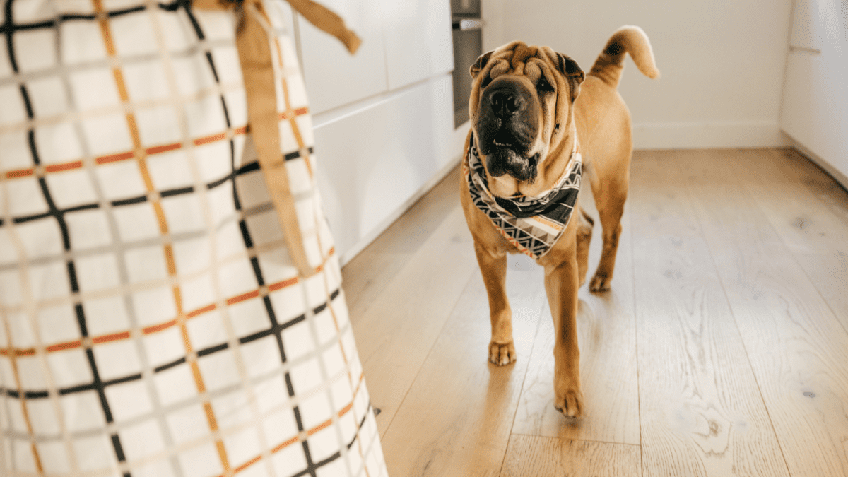 The 10 Dog Training Mistakes That Create Behavioral Issues