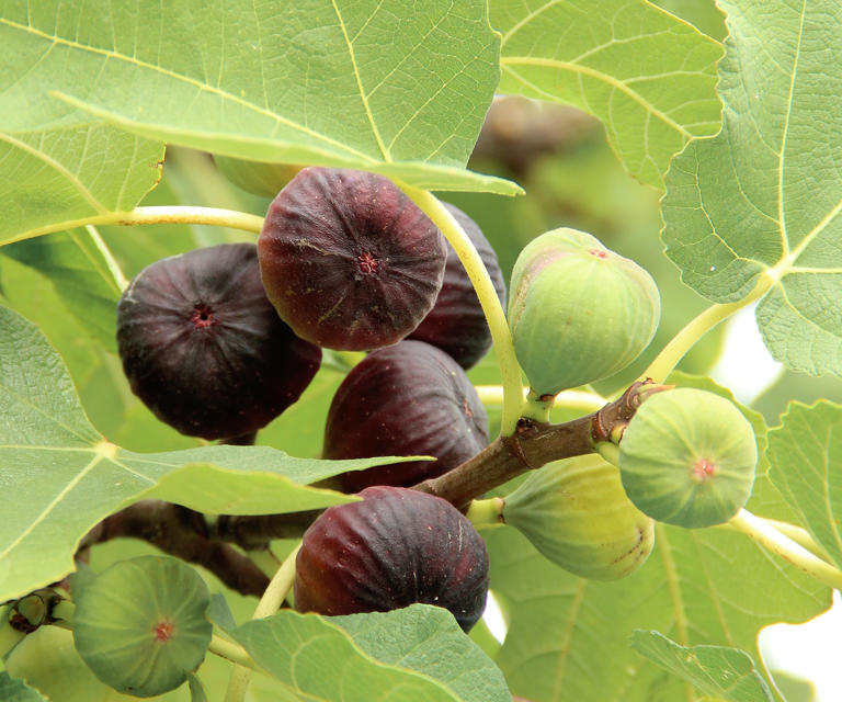 The secret to a fruit-laden fig tree lies in 3 simple tasks – for an ...