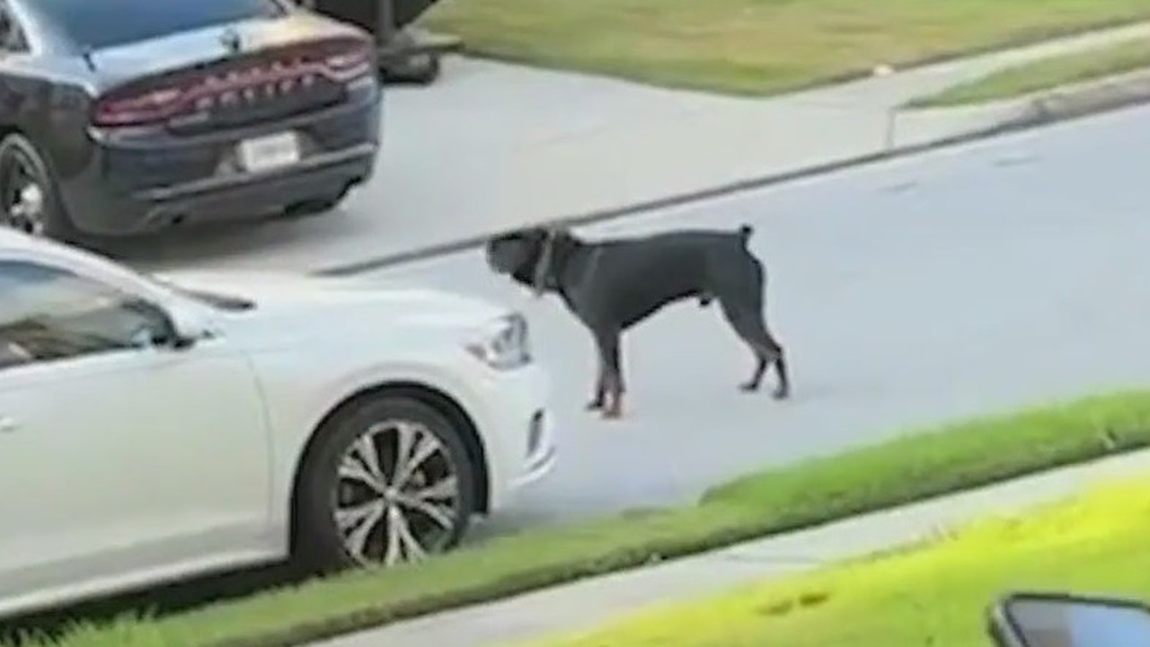 Clayton County police officer shoots, kill dogs