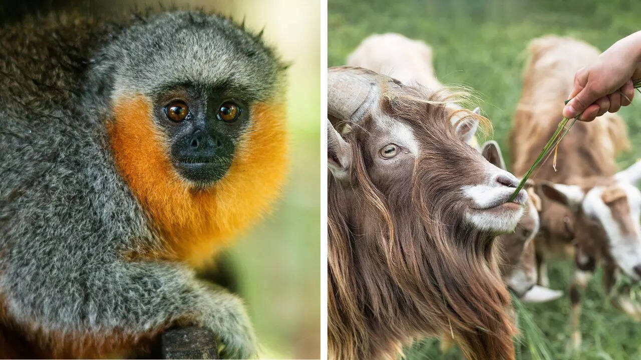5 animals with beards that will completely surprise you