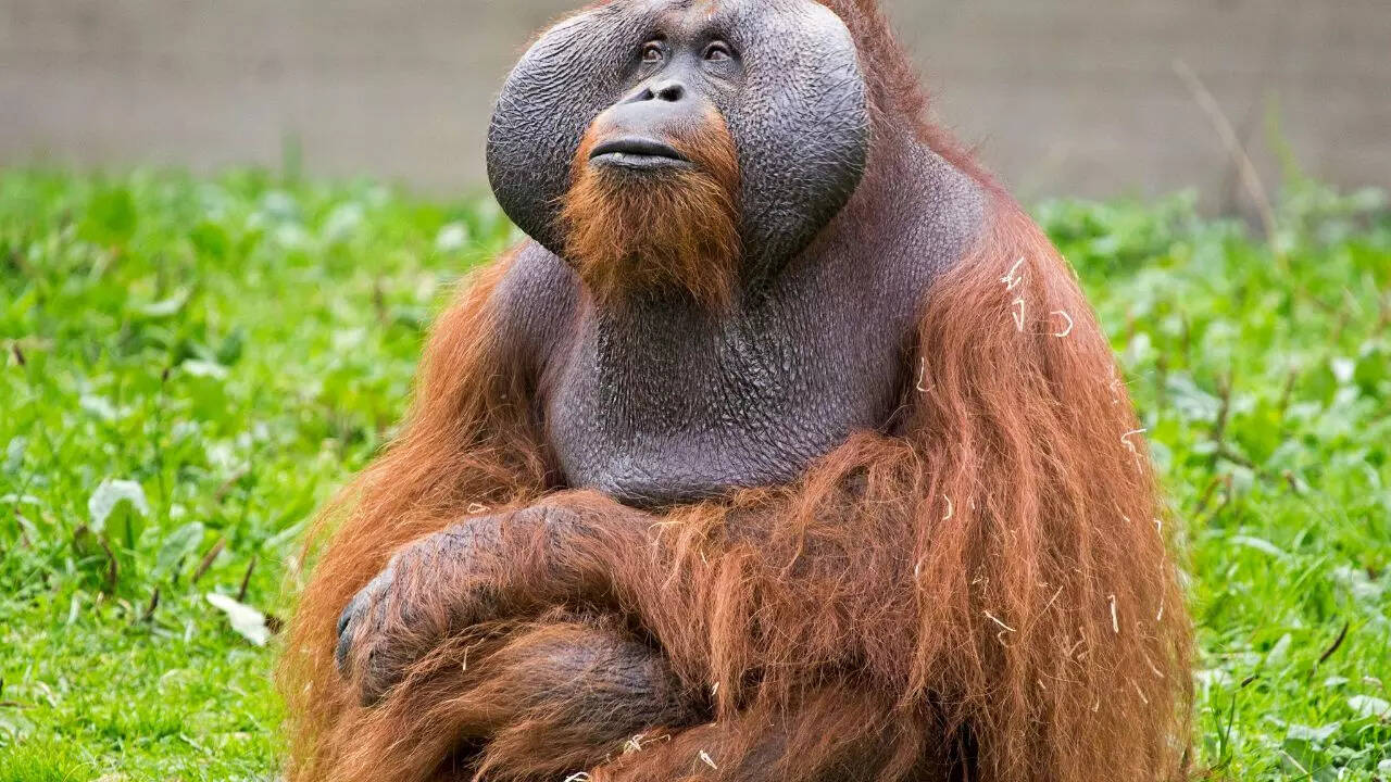 5 animals with beards that will completely surprise you