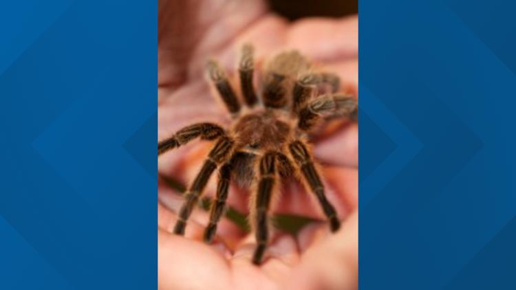 Butterfly Pavilion's Rosie the tarantula retiring from public handling