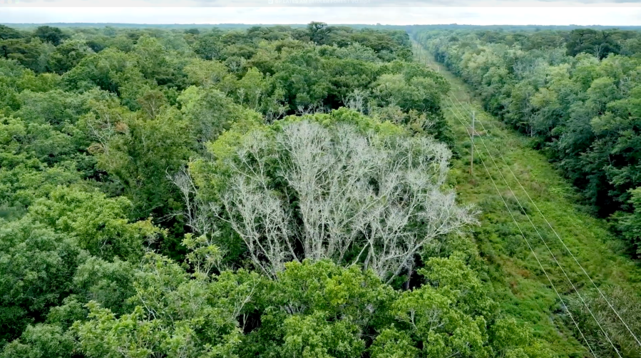 Santee Cooper moves forward with power upgrade through Beidler Forest