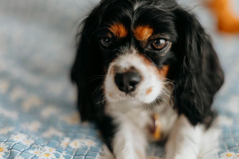 15 Small Dog Breeds Recognized For Their Sweet Temperament