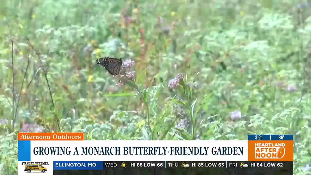 Growing a monarch butterfly-friendly garden