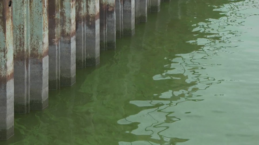 Sustainably Speaking: Wisconsin DNR and Algae Bloom Management
