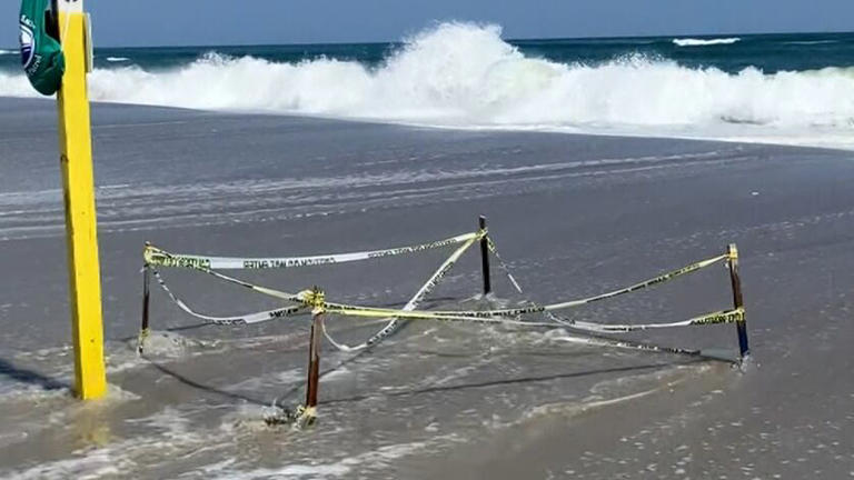 High tide from Hurricane Erin impacts sea turtles