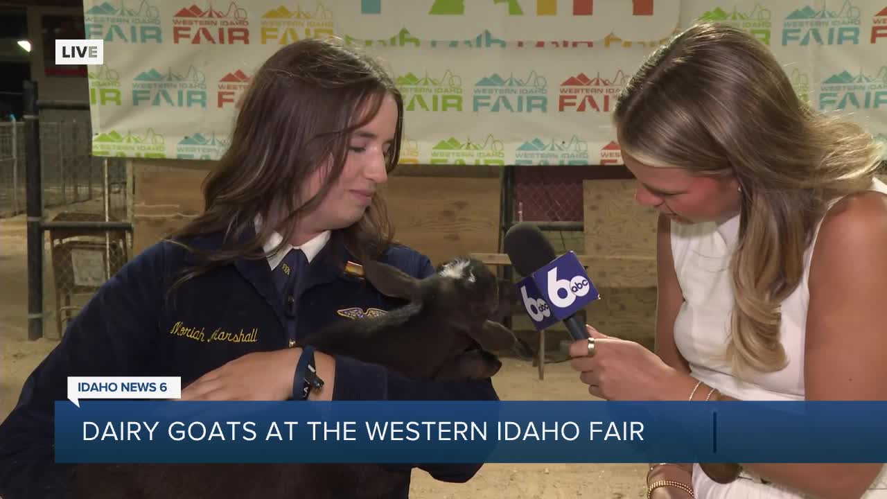 Riley Shoemaker speaks with Meridian Dairy Day Princess about her baby goat
