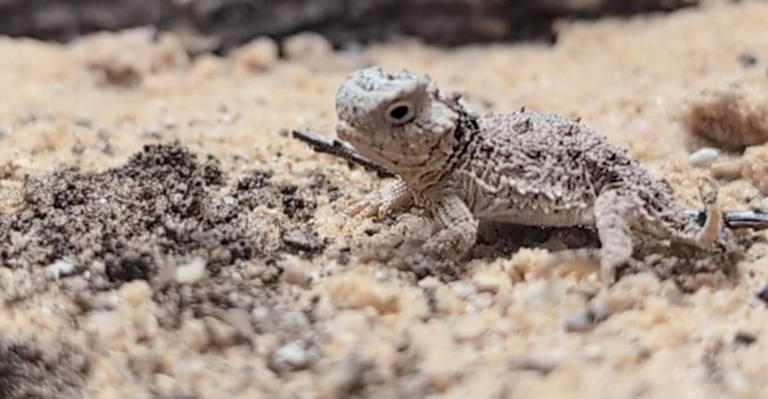Endangered horned lizard conservation center at Caldwell Zoo in Tyler ...
