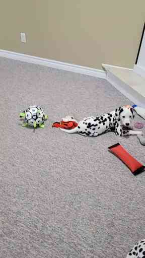 Dogs Being Adorable and Silly