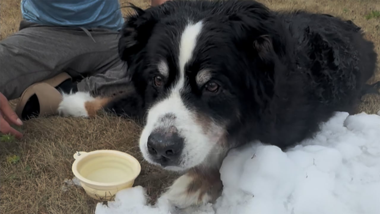 #TheMoment a dying dog was given one last day in the snow