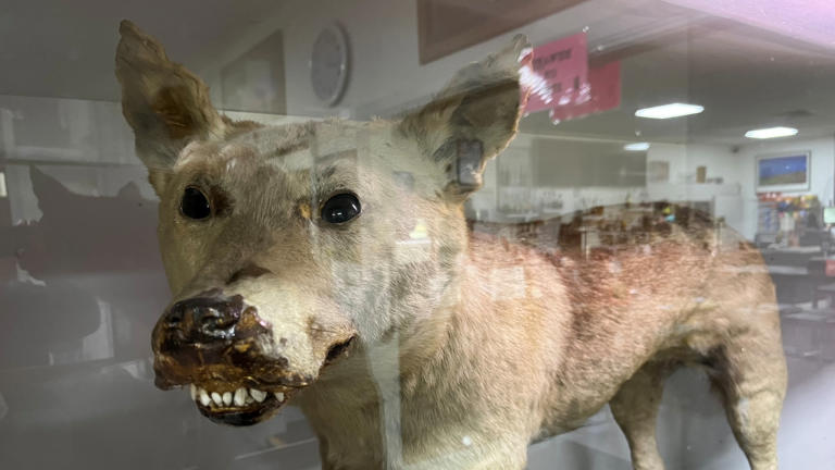 Questions remain over Tantanoola Tiger 130 years after it was shot dead