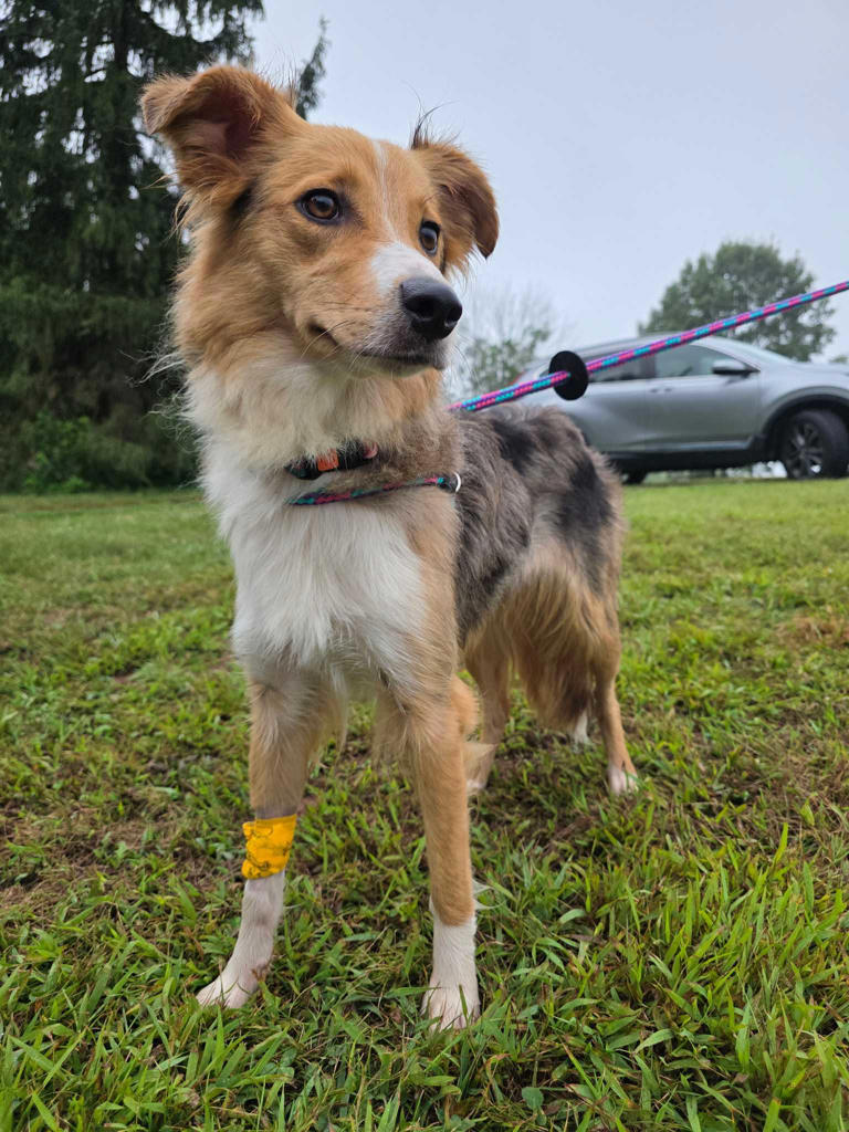 Animal rescue to provide update on Dallas, a dog whose head was stuck ...