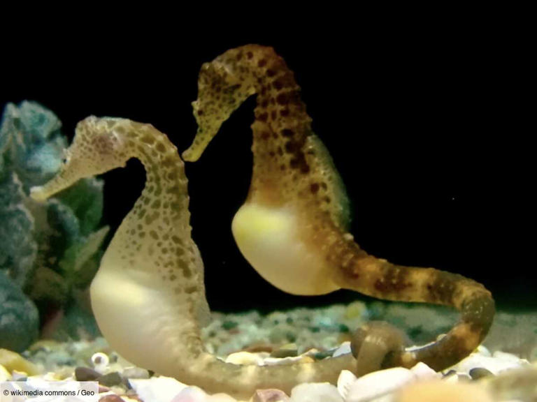 Quand les hippocampes échangent leurs œufs: une séquence exceptionnelle ...