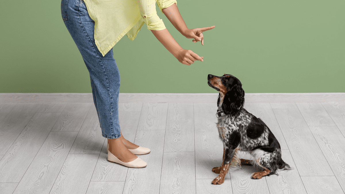 The 10 Dog Training Mistakes That Create Behavioral Issues