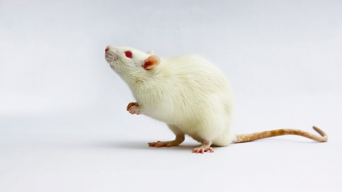 Russia launched 75 mice into space: Here's why