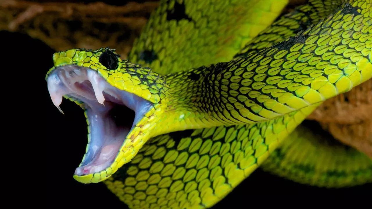 Deadly Indian snakes can still inject venom hours after being killed ...