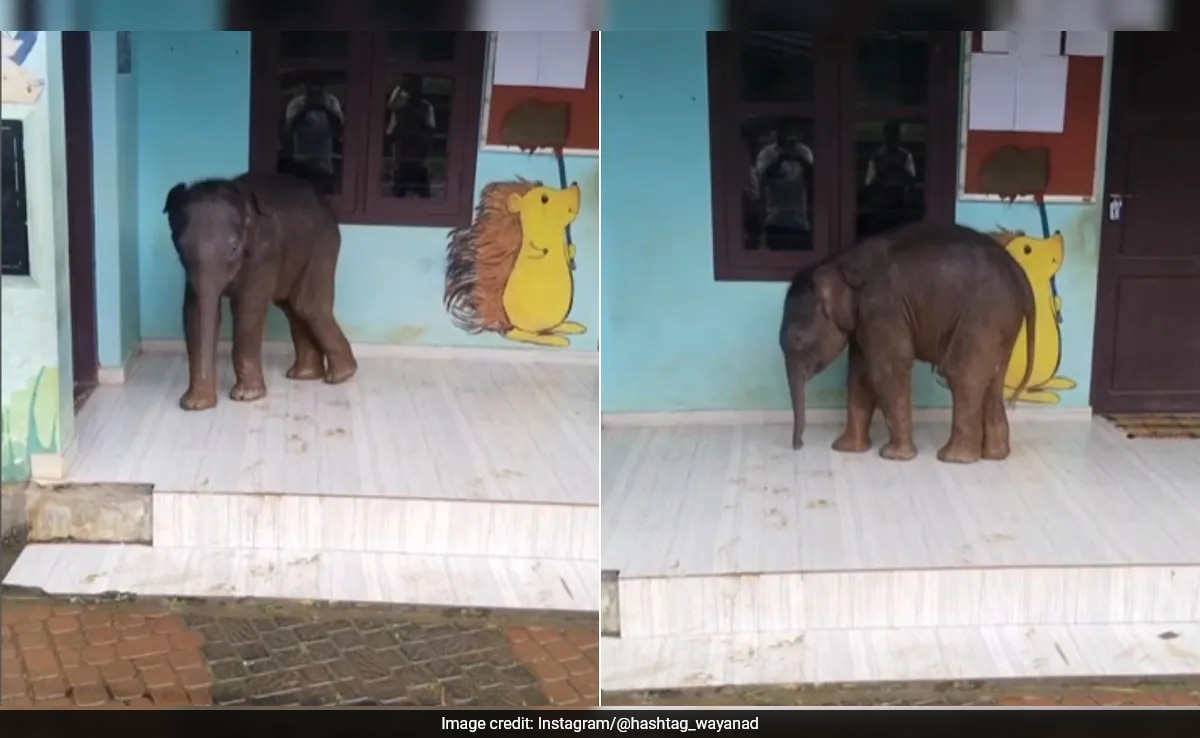 Watch: Cute Baby Elephant Visits School In Kerala, Internet Says ...