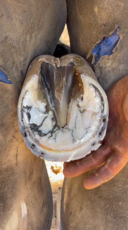 Farrier trimming and hoof cleaning