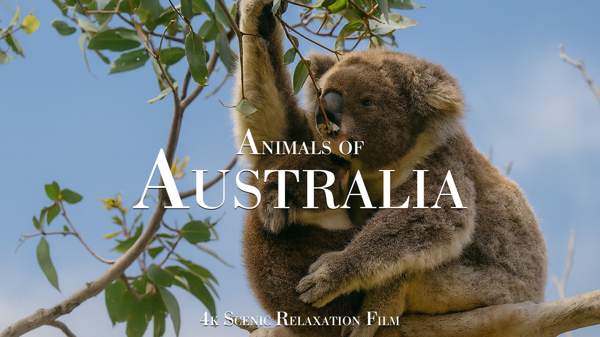 Slik ser maurpinnsvin og koalaer ut i Australia – Filmet i 4K