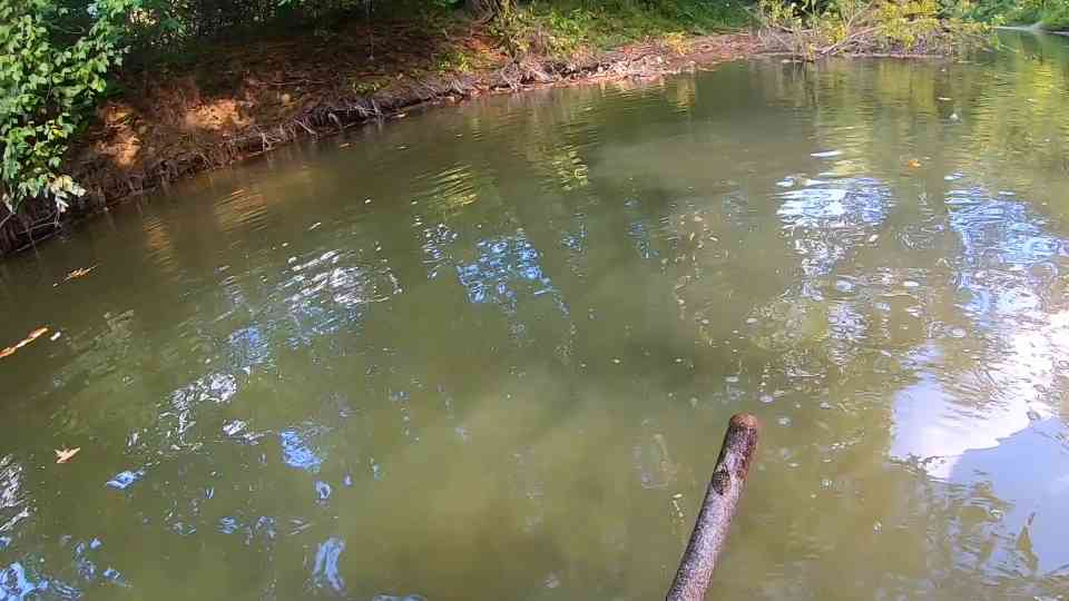 Huge unexpected mystery fish caught fishing a small creek!