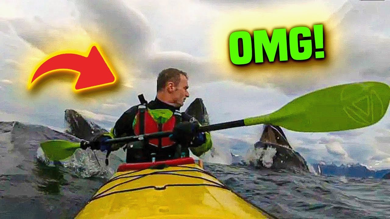 A Guy Was Kayaking In The Ocean When This Giant Creature Suddenly ...