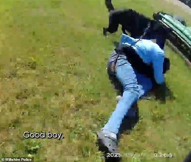 Moment police dog chases down and bites dangerous driver who tried to ...