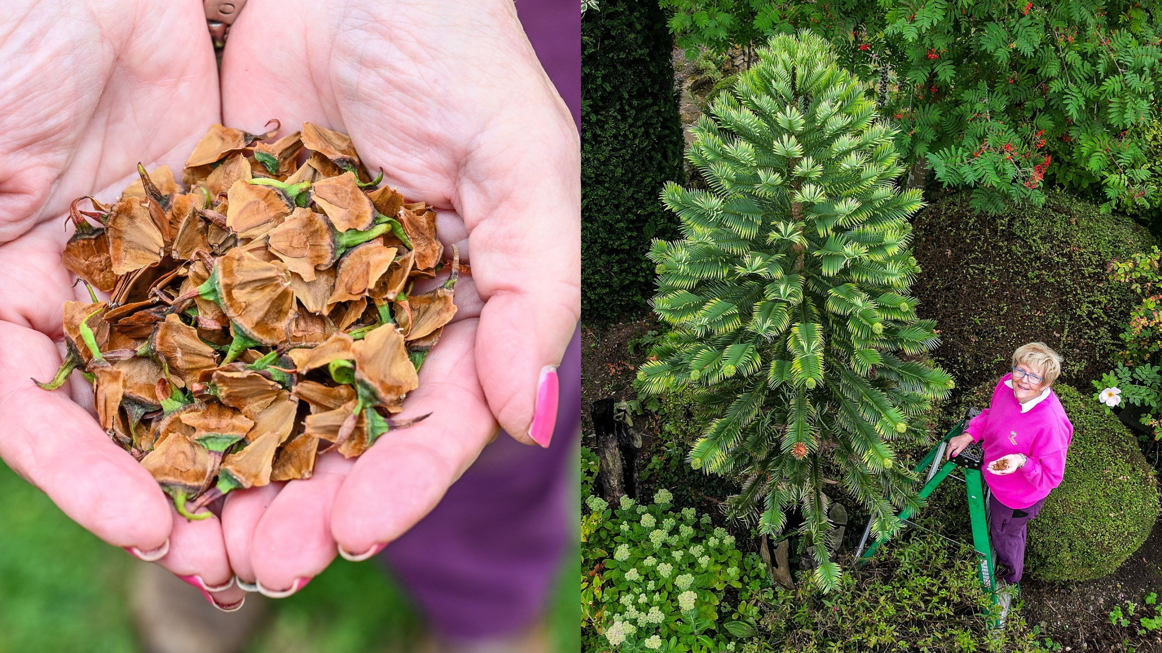 Couple's prehistoric 'money tree' produces first ever seeds worth more ...