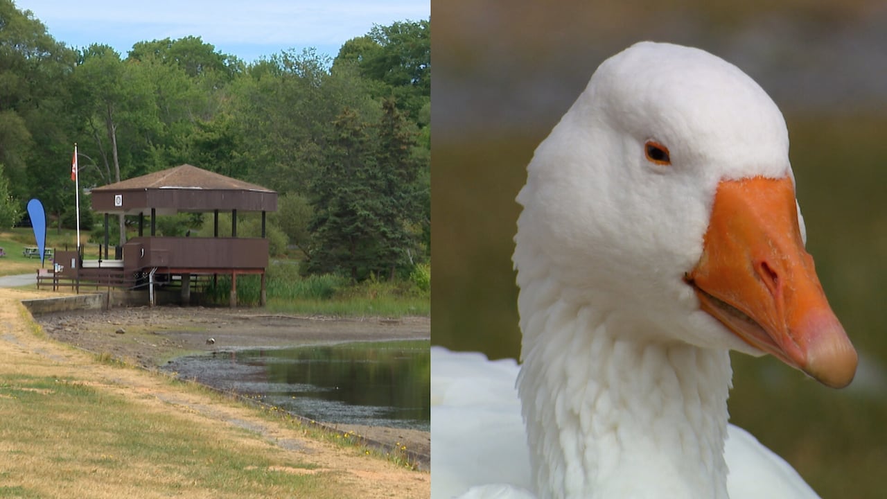 Sullivan's Pond is drying out. What does that mean for Dartmouth's ...