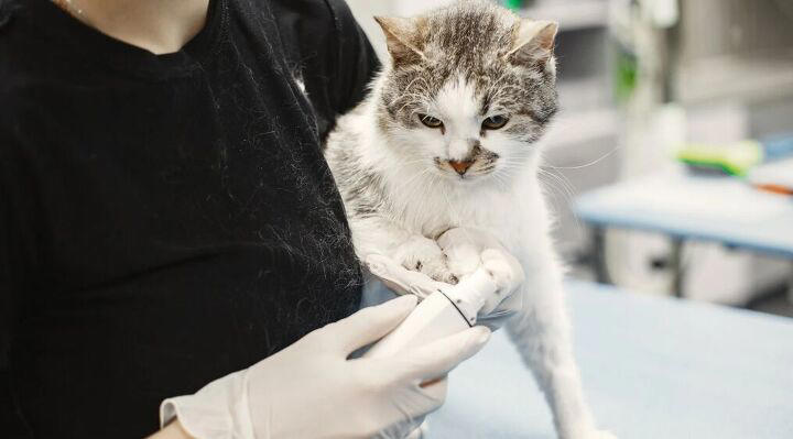 5 Simple Tips to Make Trips to the Vet Easier